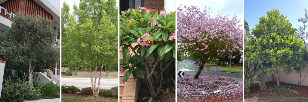 5 of our favourite feature trees for Brisbane gardens - Greater ...